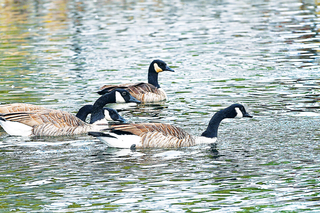 Neck and neck | News, Sports, Jobs - Altoona Mirror